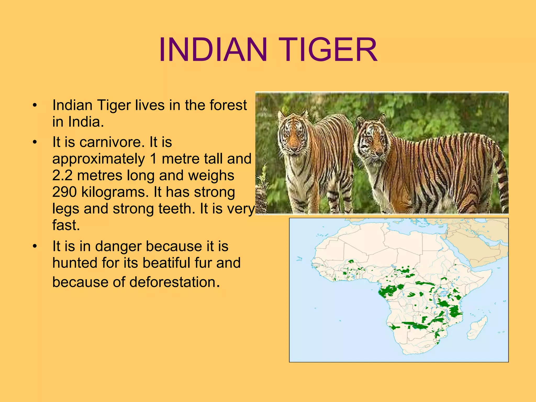 Animals In Danger | PPT
