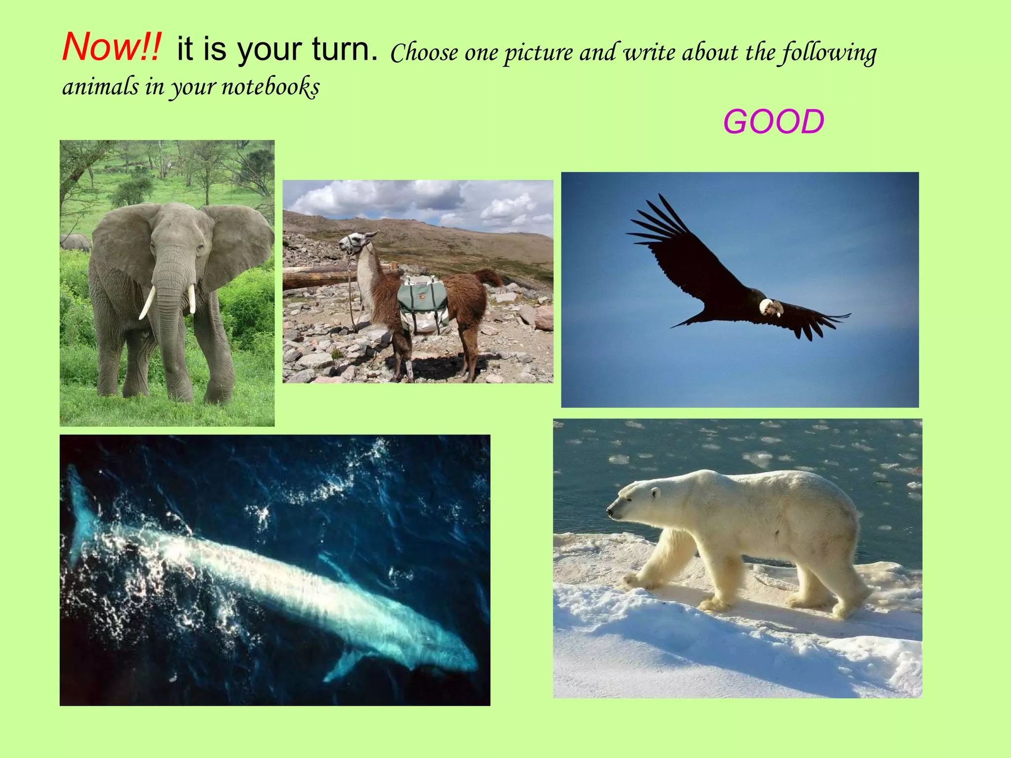 Animals In Danger | PPT