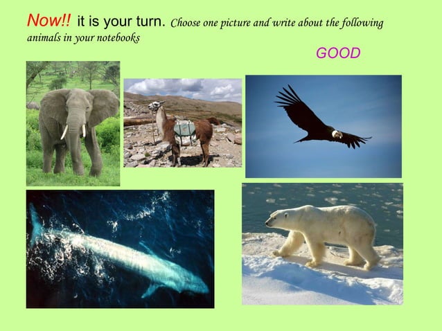 Animals In Danger | PPT