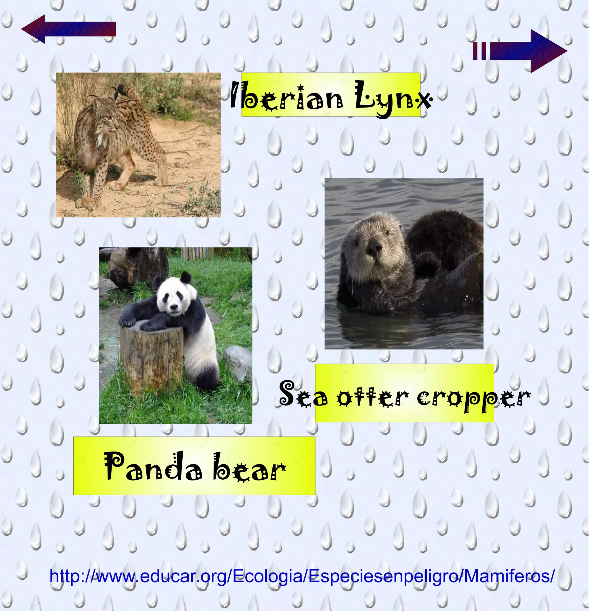 Animals in danger | ODP