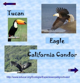 Animals in danger | ODP