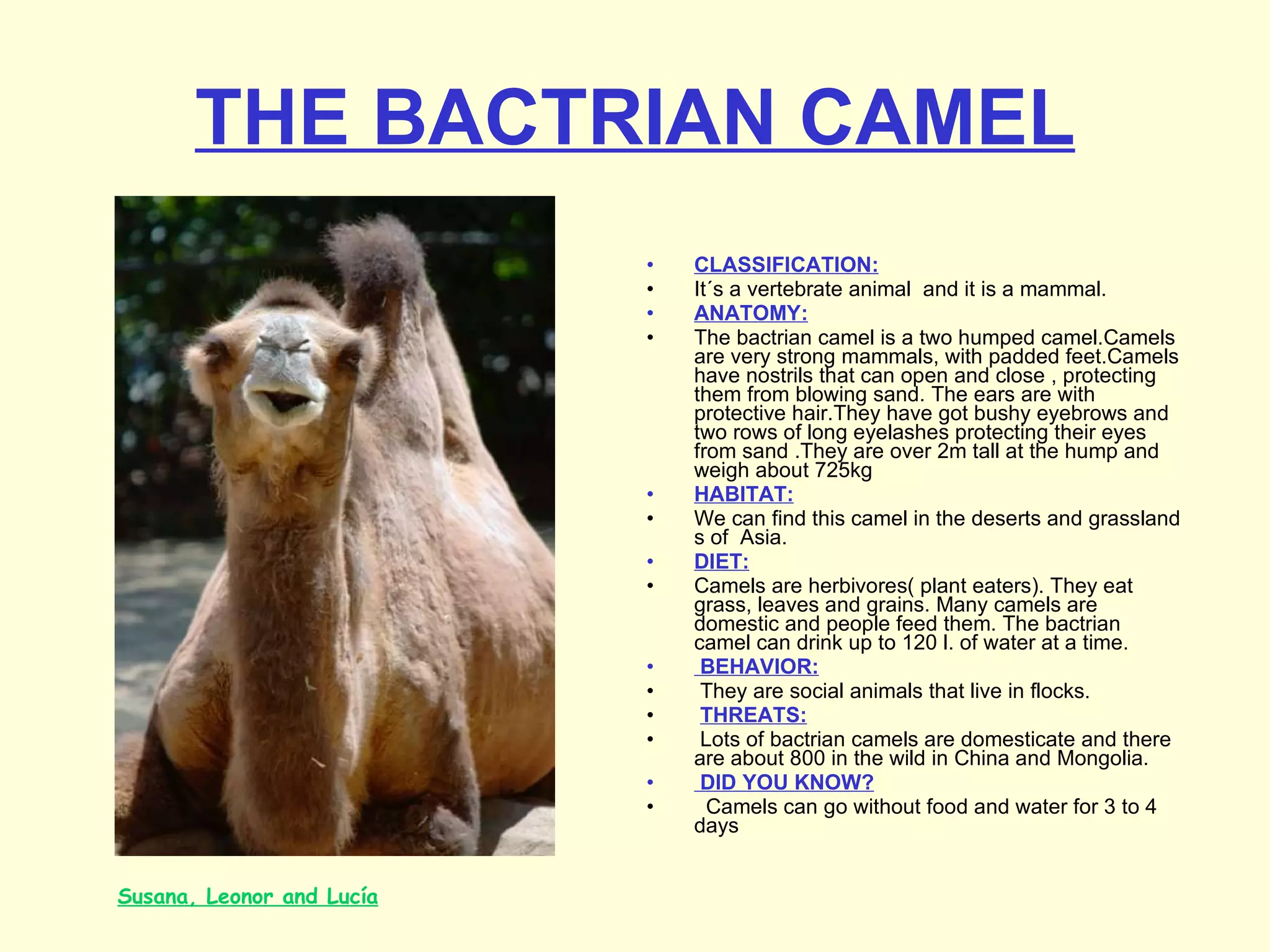 Animals in danger | PPT