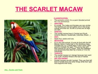 Animals in danger | PPT | Birdwatching | Hobbies & Interests