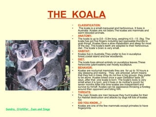 Animals in danger | PPT | Birdwatching | Hobbies & Interests