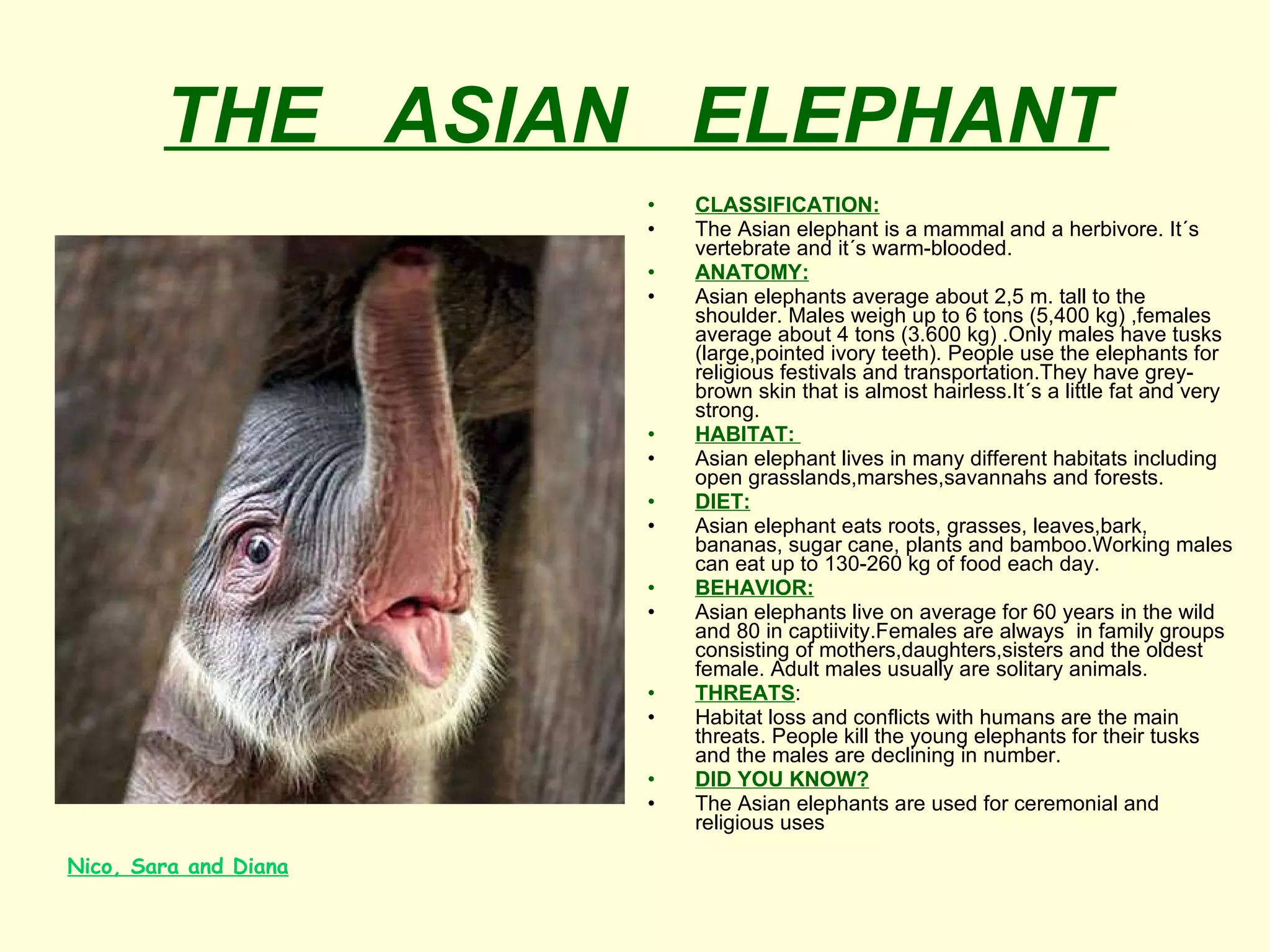 Animals in danger | PPT