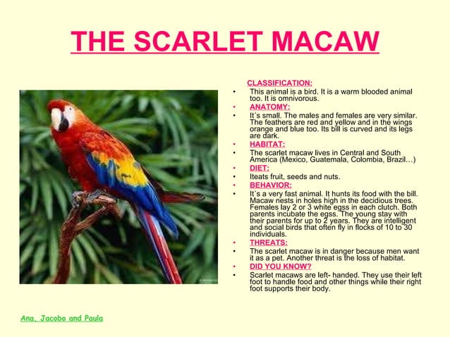 Animals in danger | PPT