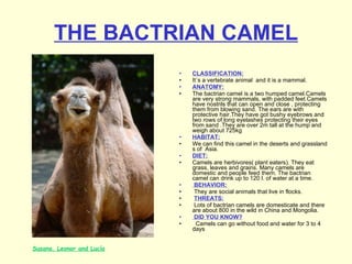 Animals in danger | PPT