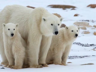 Animals in danger 2 | PPT