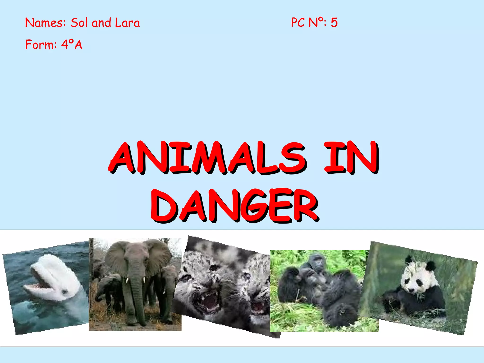 Animals In Danger | PPT