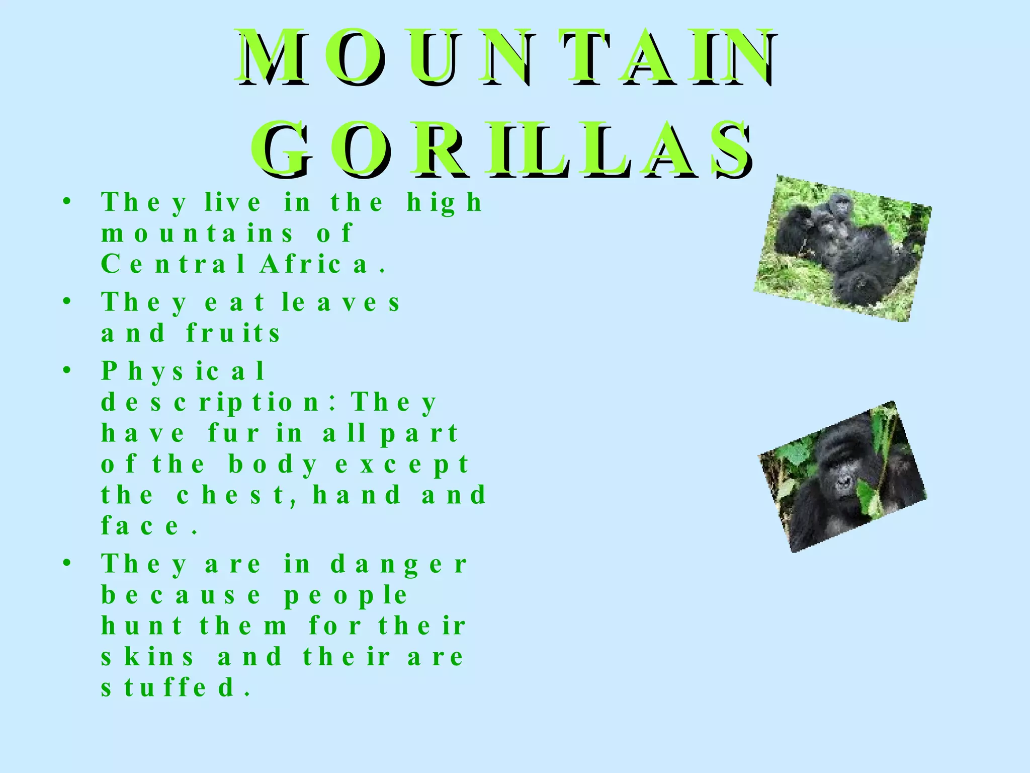 Animals In Danger | PPT