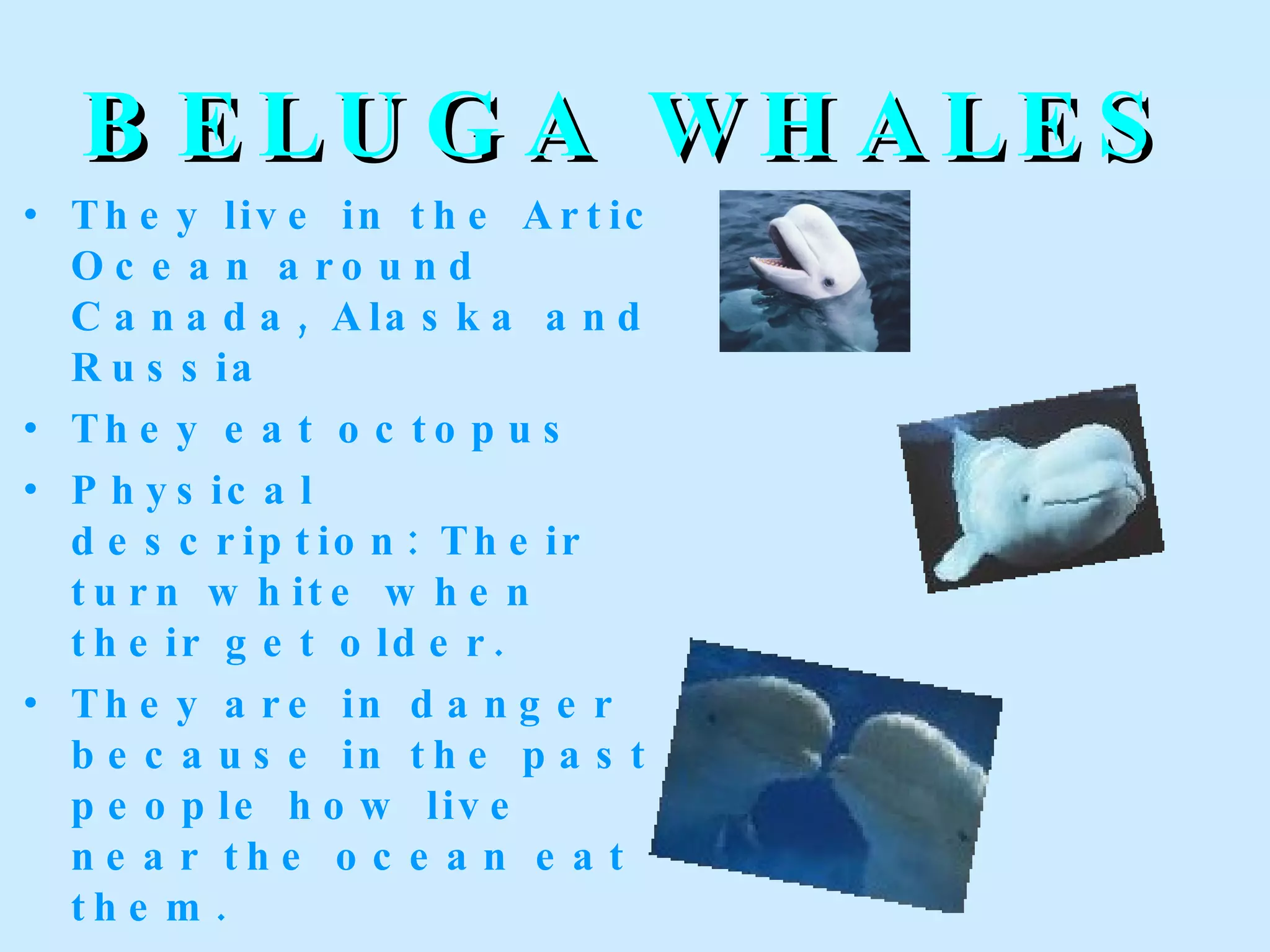 Animals In Danger | PPT