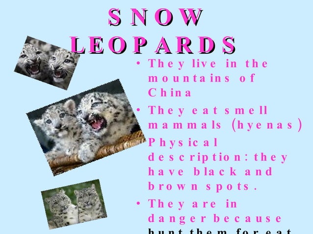 Animals In Danger | PPT | Zoos & Aquariums | Attractions