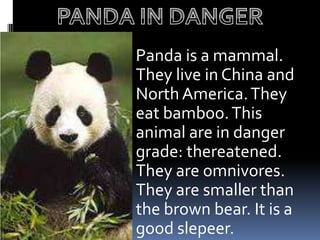 Animals in danger 5th B | PPT