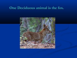 Animals in d f | PPT