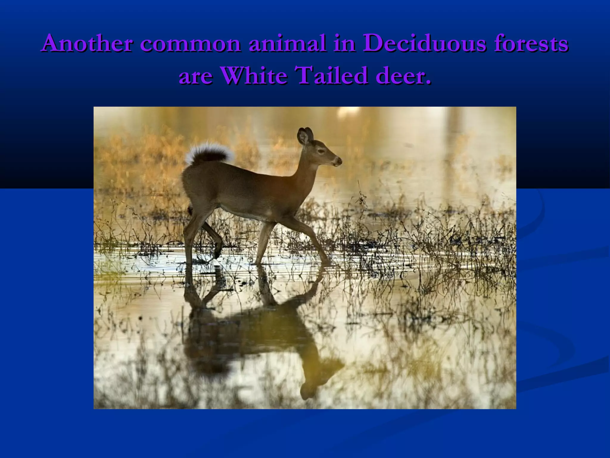 Animals in d f | PPT