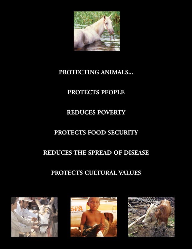 Animals in Disasters | PDF