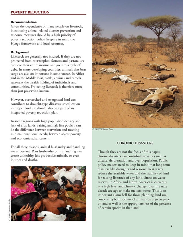 Animals in Disasters | PDF