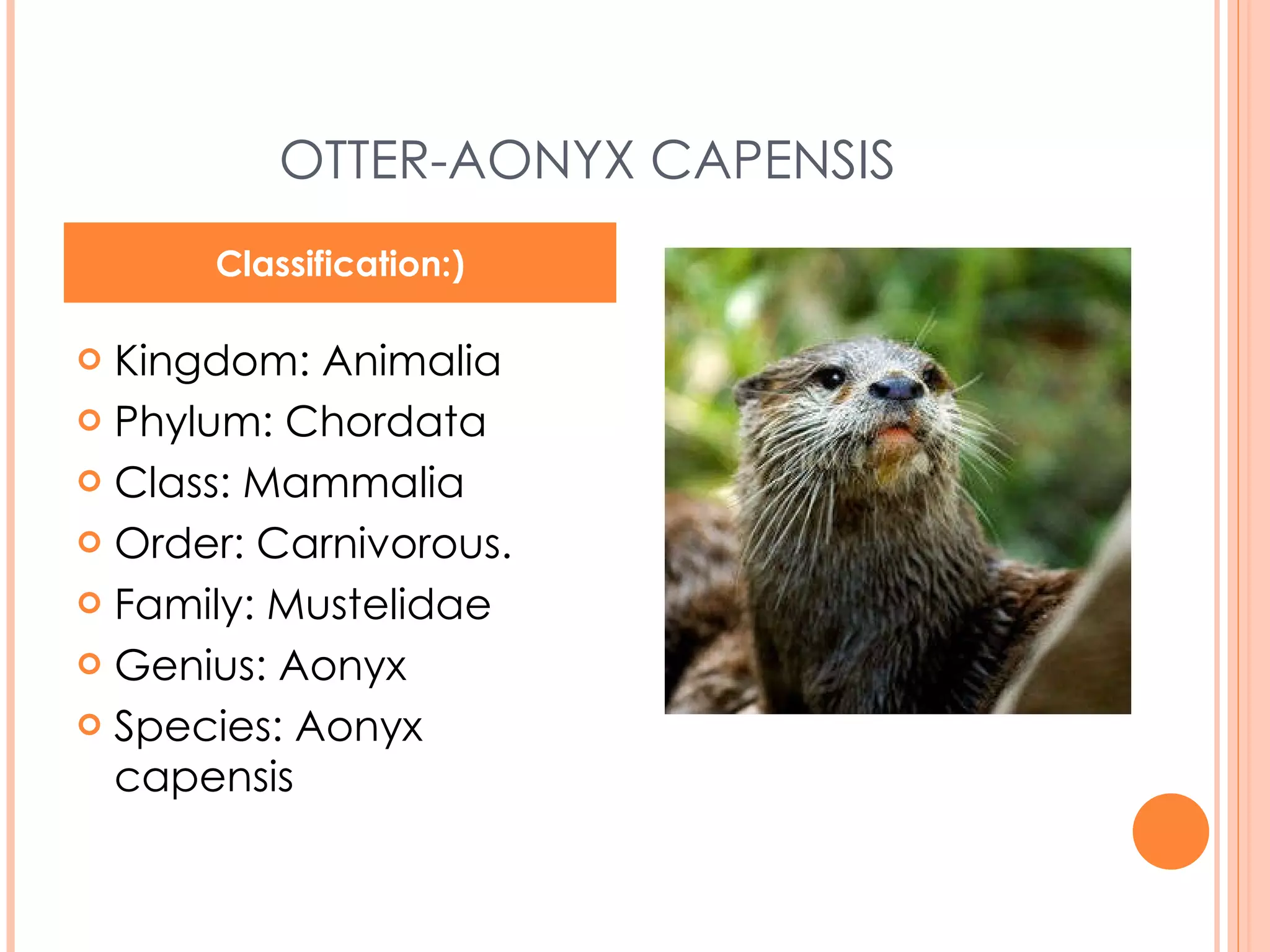 Animals In Extinction Danger. | PPT | Cats | Pets