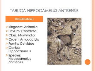 Animals In Extinction Danger. | PPT