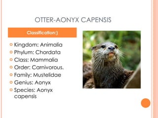 Animals In Extinction Danger. | PPT | Cats | Pets