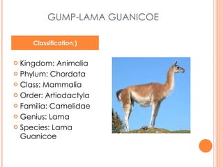 Animals In Extinction Danger. | PPT | Cats | Pets