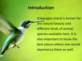 Animals in galapagos island | PPTX