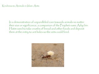 Treatment of Animals in Islam | PPS