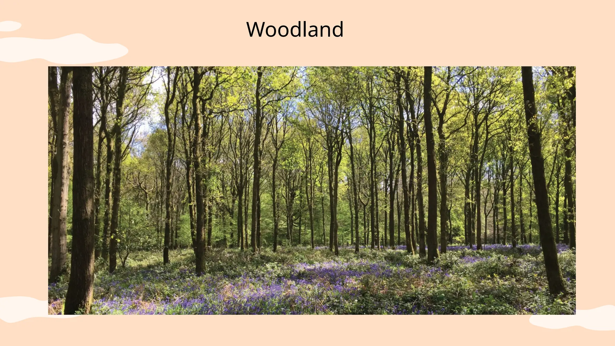 Animals in local habitats.pptx for 5 classses | PPTX