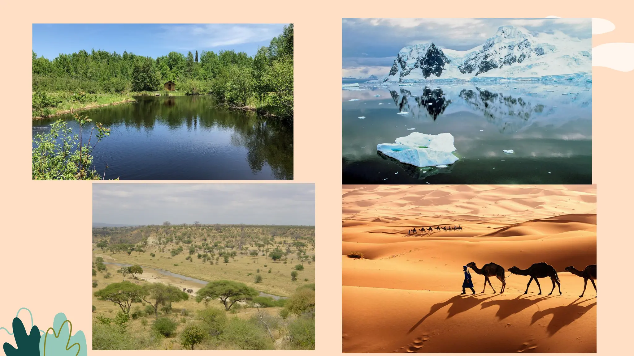 Animals in local habitats.pptx for 5 classses | PPTX