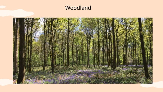 Animals in local habitats.pptx for 5 classses | PPTX