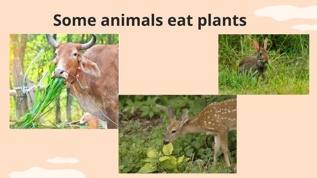 Animals in local habitats.pptx for 5 classses | PPTX