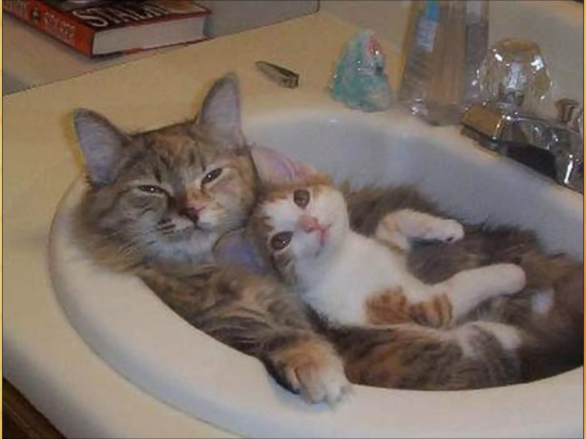 Animals In Love | PPS