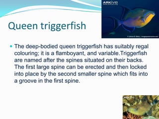 Animals in Olinsh | PPTX