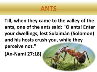 Animals in quran | PPT