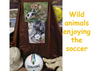 Animals in Sport | PPT