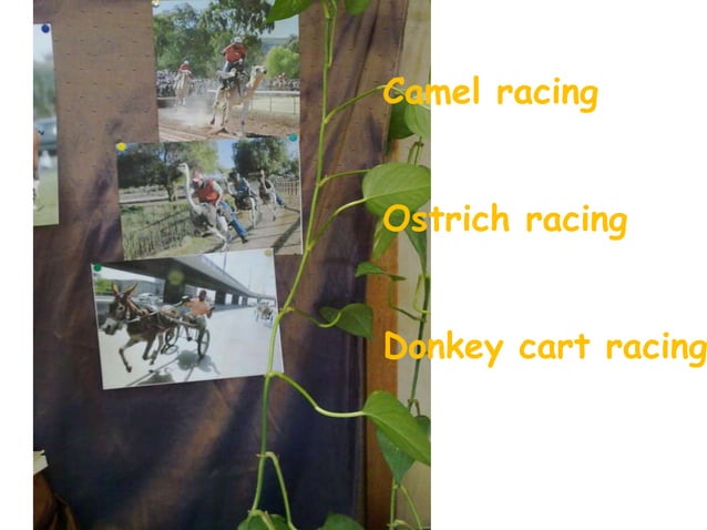 Animals in Sport | PPT