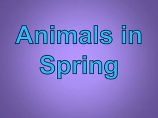 Animals in spring | PPT