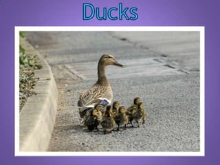 Animals in spring | PPT