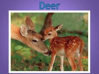 Animals in spring | PPT