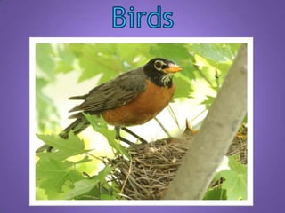 Animals in spring | PPT