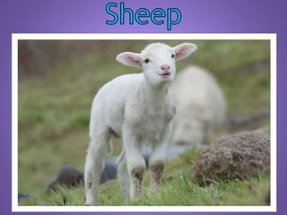 Animals in spring | PPT