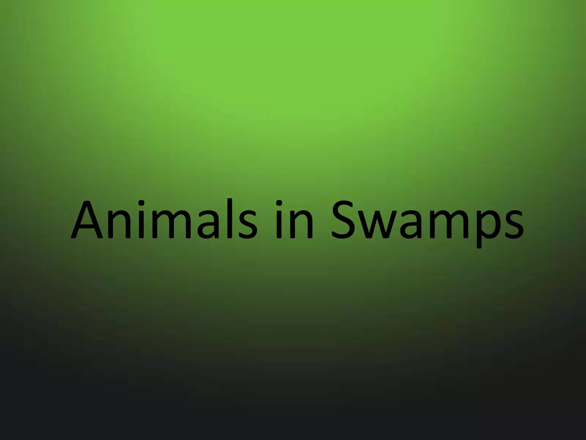 Animals in swamps | PPTX