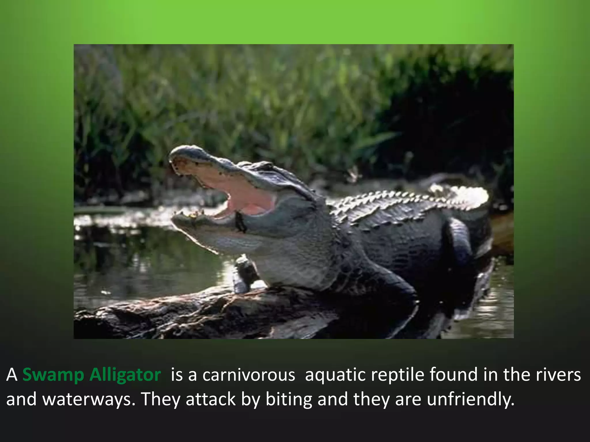 Animals in swamps | PPTX