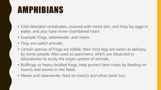 Animals in the environment | PPTX | Birds | Pets