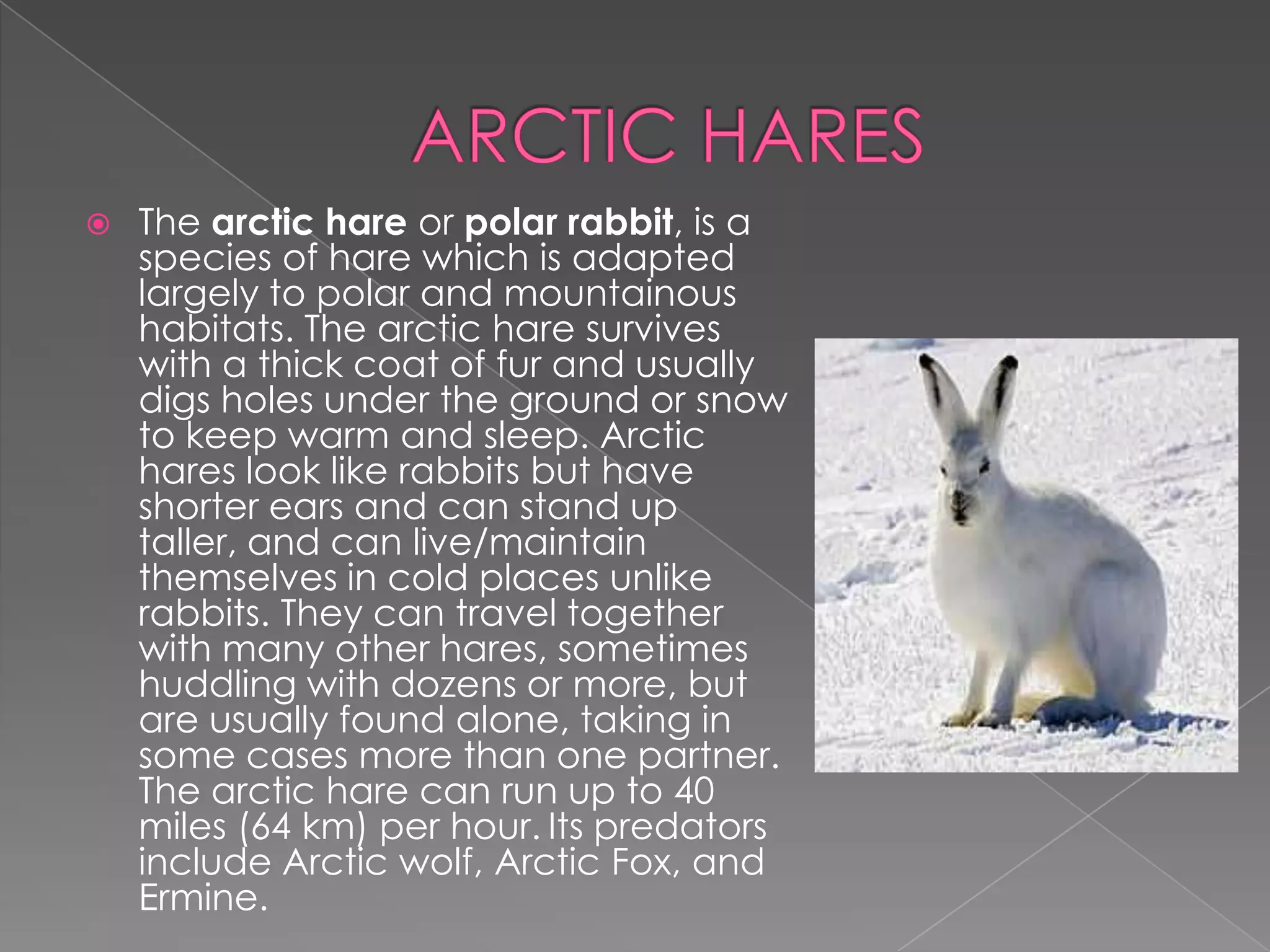 Animals in the polar region | PPTX
