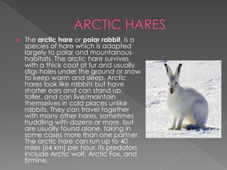 Animals in the polar region | PPTX