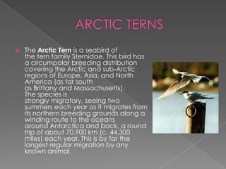 Animals in the polar region | PPTX