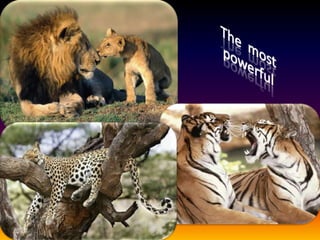 Animals with adjectives | PPT