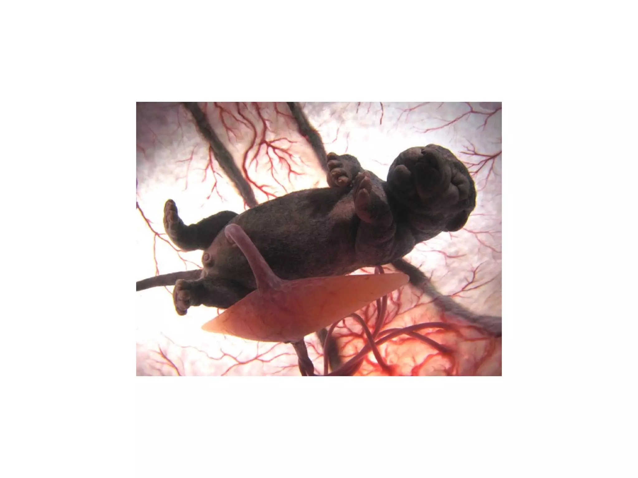 Animals In The Womb | PPS