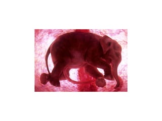 Animals In The Womb | PPS